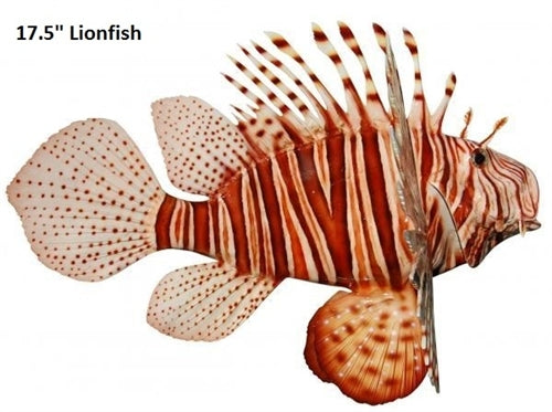 Lionfish Mounts – IGFA Store
