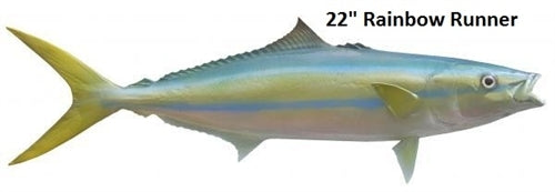 Rainbow Runner Fish Mounts – IGFA Store