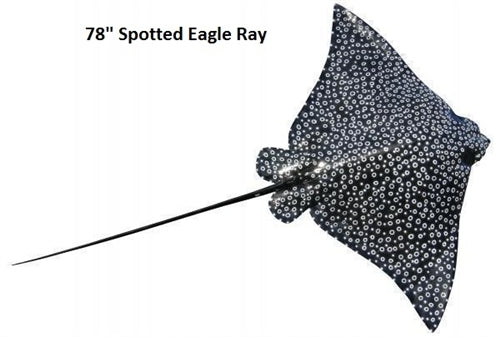 Ray (Spotted Eagle) Mounts – IGFA Store