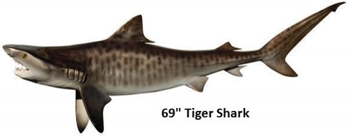 Shark (Tiger) Mounts – IGFA Store