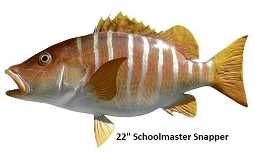 Snapper (Schoolmaster) Fish Mounts – IGFA Store