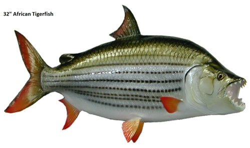 African Tigerfish Mounts – IGFA Store