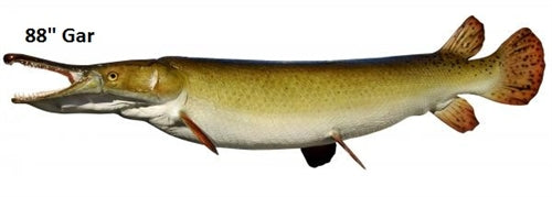 Gar Fish Mounts – IGFA Store