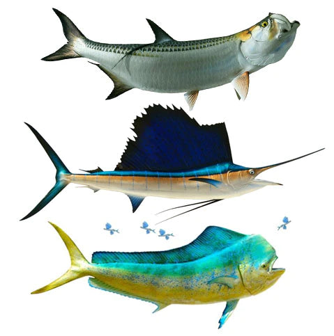 King Sailfish Mounts – IGFA Store