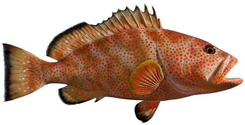 25" Strawberry Grouper – IGFA Store