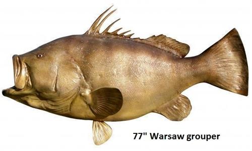 58" Warsaw Grouper – IGFA Store