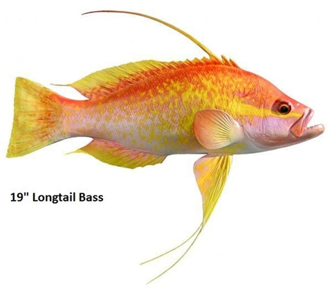 19" Longtail Bass – IGFA Store