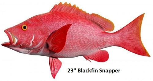 23" Blackfin Snapper – IGFA Store