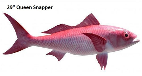 29" Queen Snapper – IGFA Store