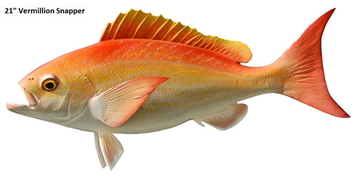 21" Vermillion Snapper – IGFA Store